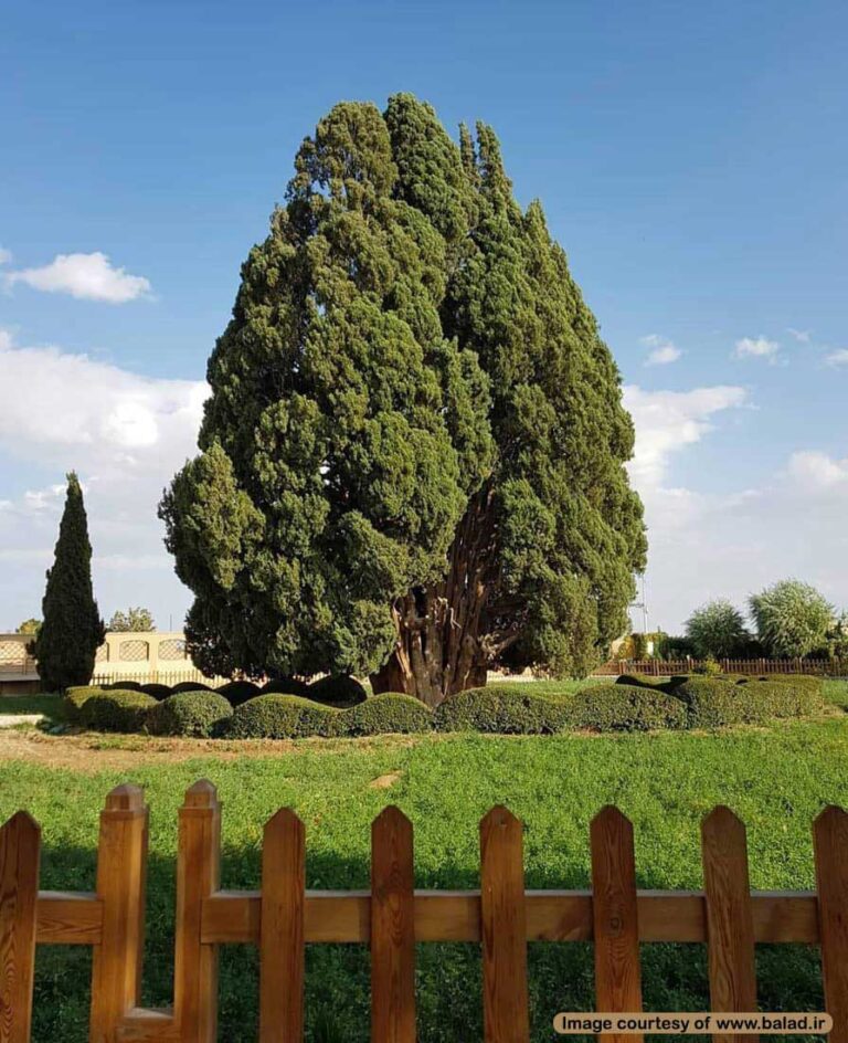 درختان کهنسال ایران ؛ کهنسال‌ترین درخت‌ها | دستی بر ایران